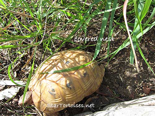 Nesting - golden Greek tortoises